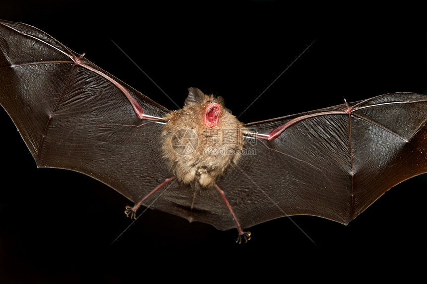 一只蝙蝠高清图片下载-正版图片504755303-摄图网