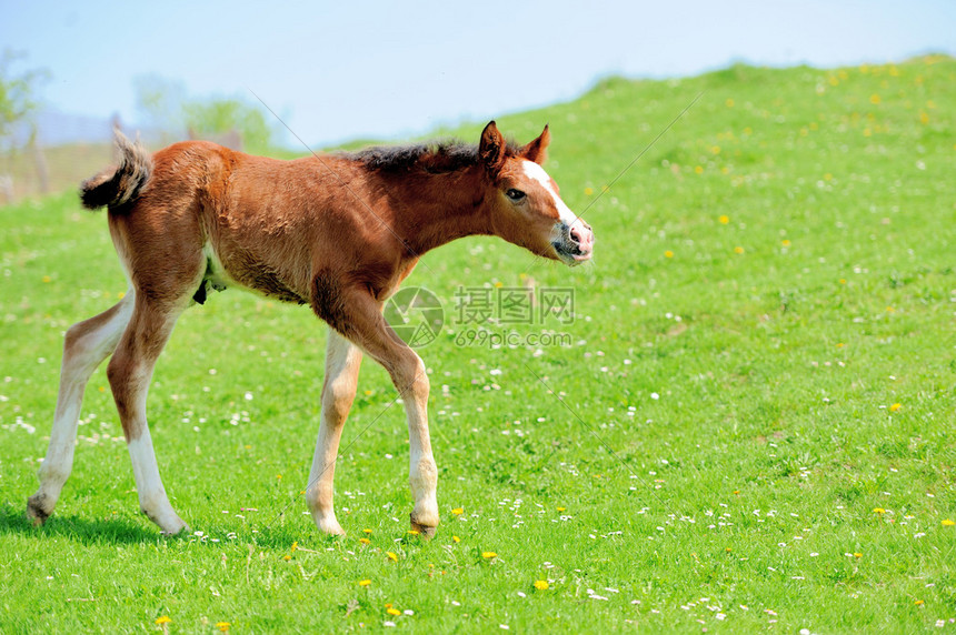 夏日草地上的小马高清图片下载-正版图片504758083-摄图网