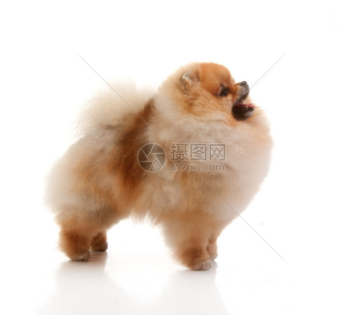 Pomeranian狗工作室高清图片下载-正版图片504772133-摄图网