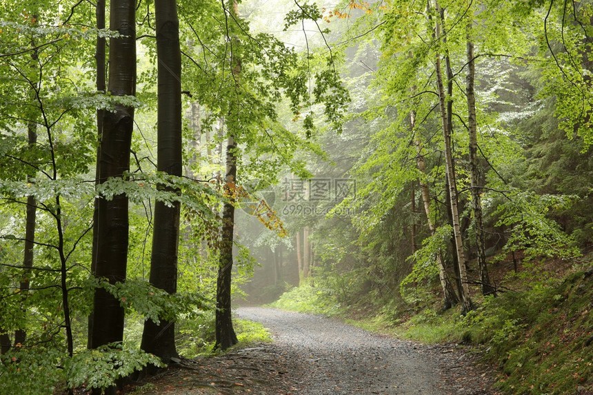 初秋晨雾中的林间小径高清图片下载-正版图片504774468-摄图网