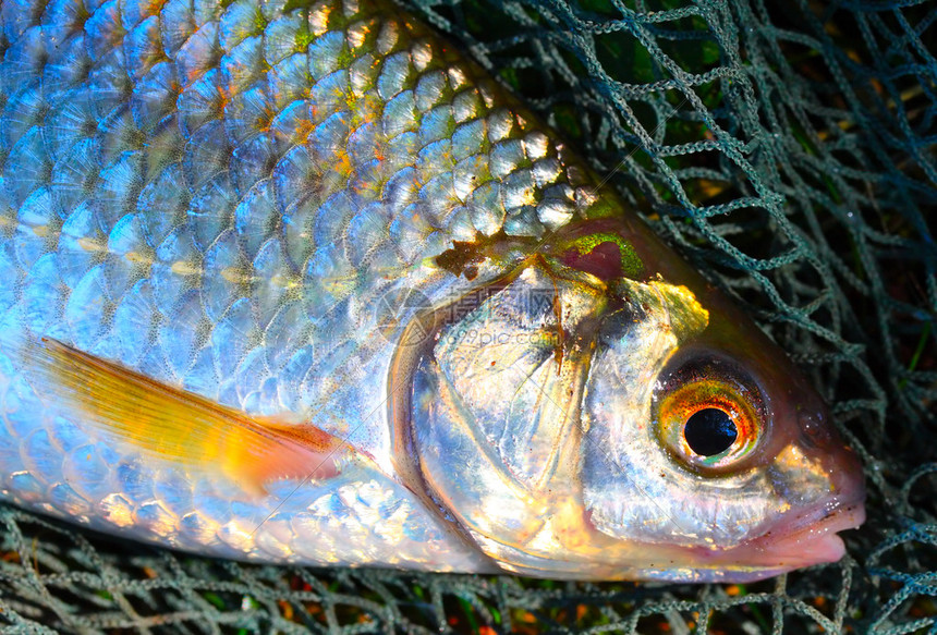 鱼网上的普通RoachRuttilusru高清图片下载-正版图片504781298-摄图网