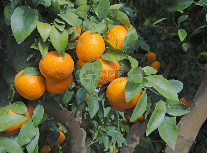 树枝上的橘子高清图片下载-正版图片504795889-摄图网
