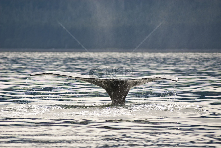 观鲸从Juneau高清图片下载-正版图片504805754-摄图网