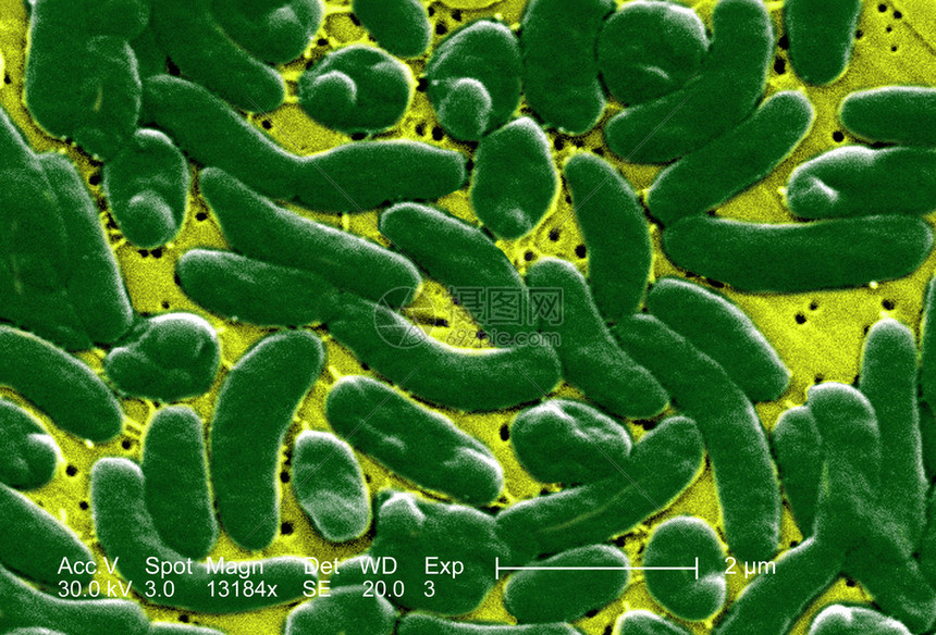 显微镜下的细菌高清图片下载-正版图片504809278-摄图网