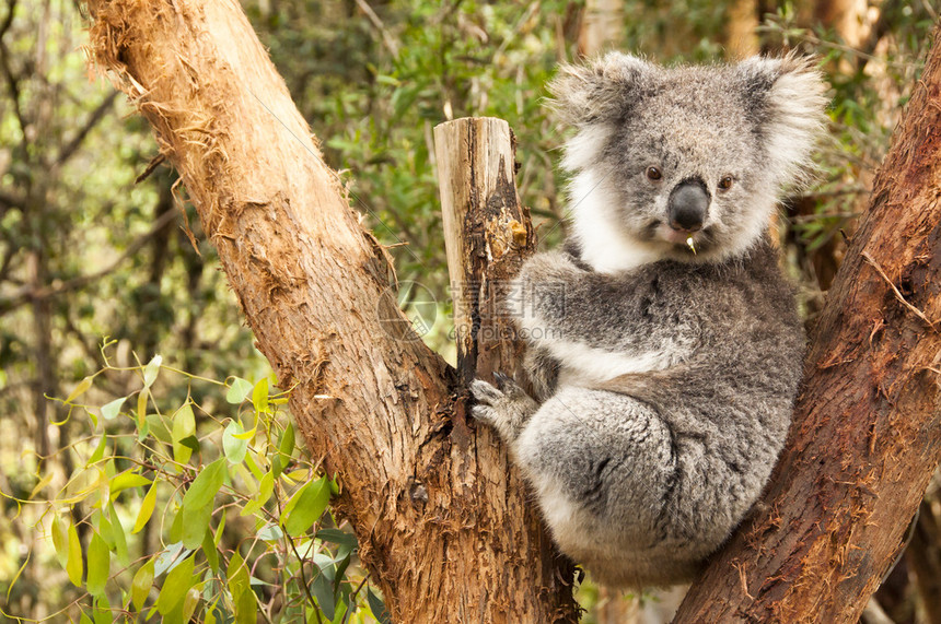 澳大利亚Koala坐在Eucalyptus树上高清图片下载-正版图片504809894-摄图网
