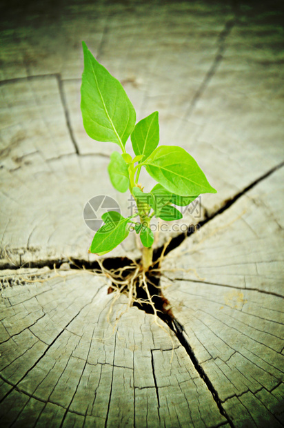 小的绿色幼苗从树桩生长高清图片下载-正版图片504809991-摄图网
