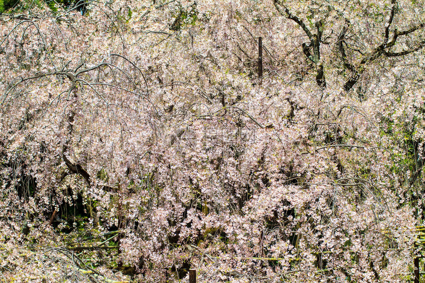 本京都Sakuura季节高清图片下载-正版图片504823911-摄图网
