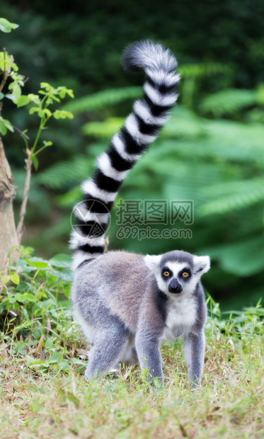 环尾狐猴lemur高清图片下载-正版图片504826059-摄图网
