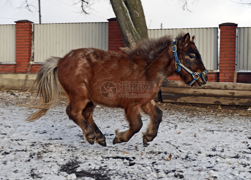 一匹白色小马在冬天的肖像高清图片下载-正版图片504831256-摄图网