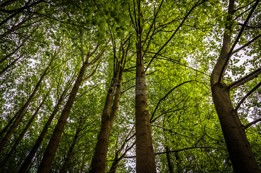 在马里兰州哥伦比亚的百年公园的一个森林里高清图片下载-正版图片504831709-摄图网