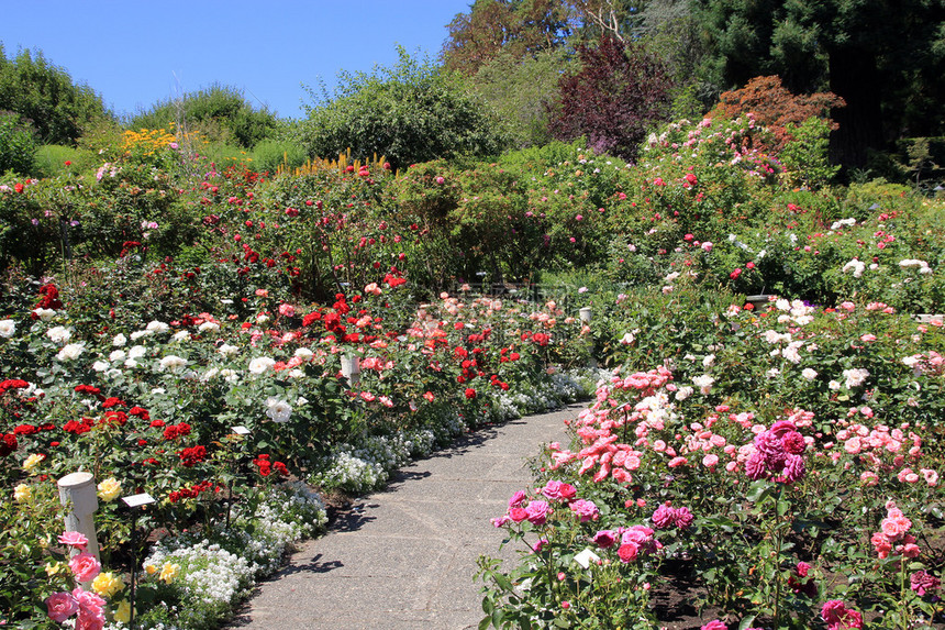 加拿大不列颠哥伦比亚省维多利亚市Butc高清图片下载-正版图片504832295-摄图网