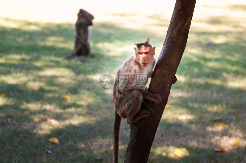 坐在树上的猴子高清图片下载-正版图片504838184-摄图网