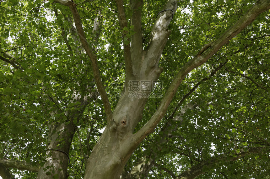 树Sycmore高清图片下载-正版图片504849961-摄图网