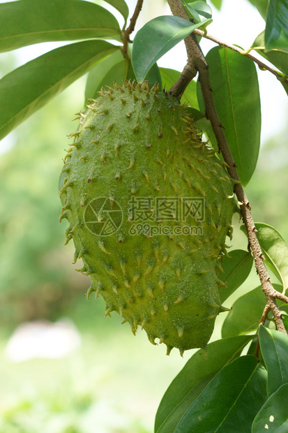 Soursop高清图片下载-正版图片504873758-摄图网