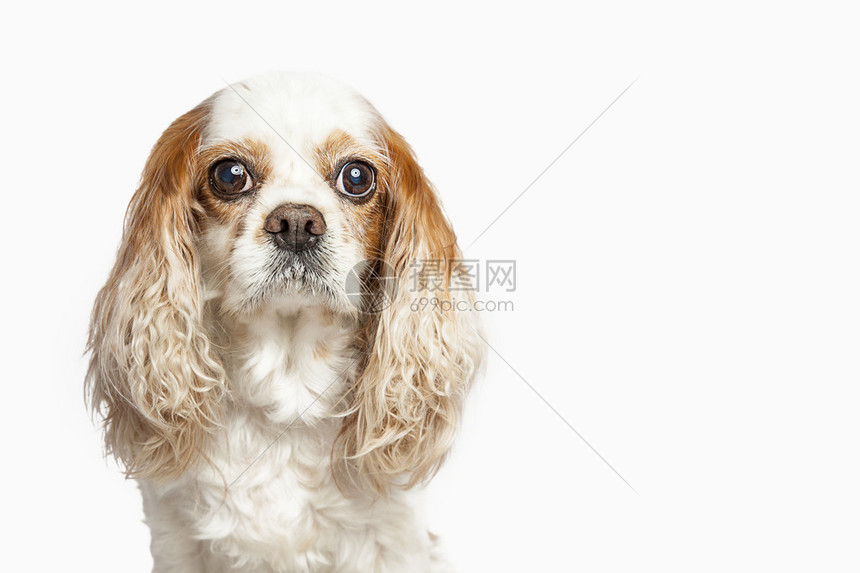 英国CockerSpaniel狗高清图片下载-正版图片504885210-摄图网