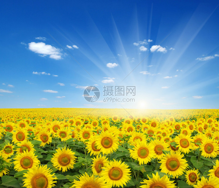 在向日葵领域的日落风景高清图片下载-正版图片504886783-摄图网