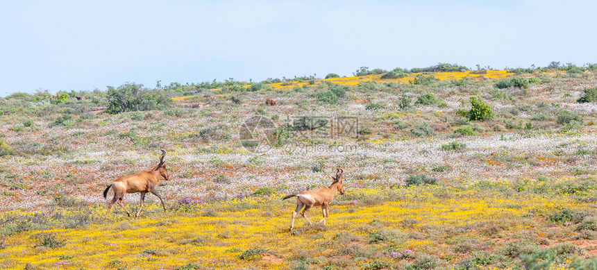 Namaqua公园Skilpad与Soebatsfontein之间公路旁的土著鲜高清图片下载-正版图片504890504-摄图网