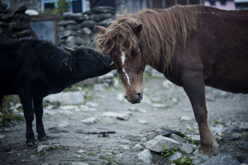 尼泊尔Bulbule的一栋房子前高清图片下载-正版图片504914331-摄图网