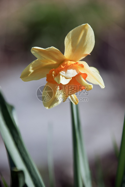 Ancilia高清图片下载-正版图片504924252-摄图网