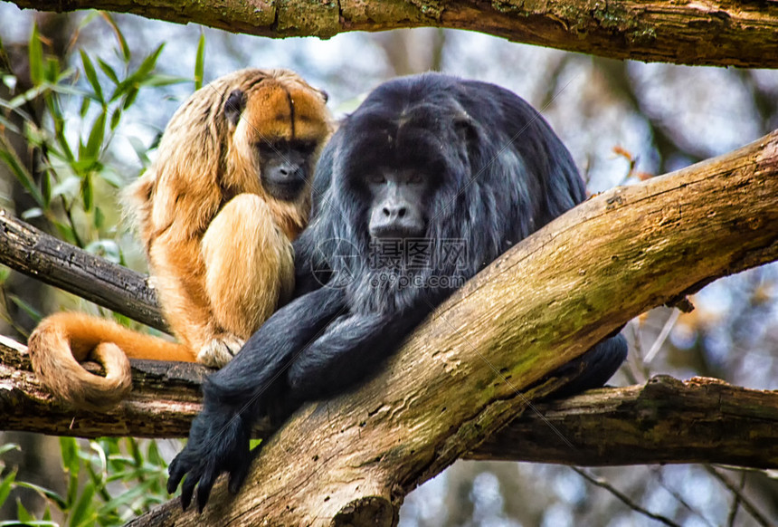 树上的吼猴高清图片下载-正版图片504933207-摄图网