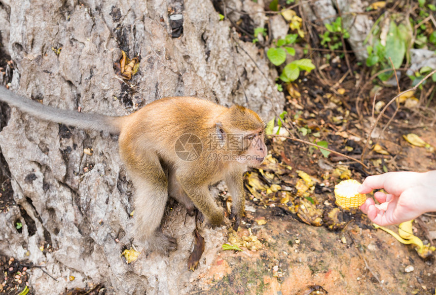 猴子坐着吃香蕉户外的高清图片下载-正版图片504938410-摄图网
