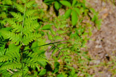 位于瑞士阿尔卑斯山的弗林格根提亚Gentianopsisci高清图片下载-正版图片504890012-摄图网