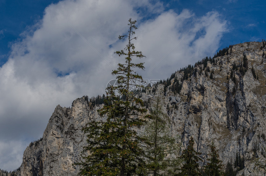 fir树和高清图片下载-正版图片504953852-摄图网