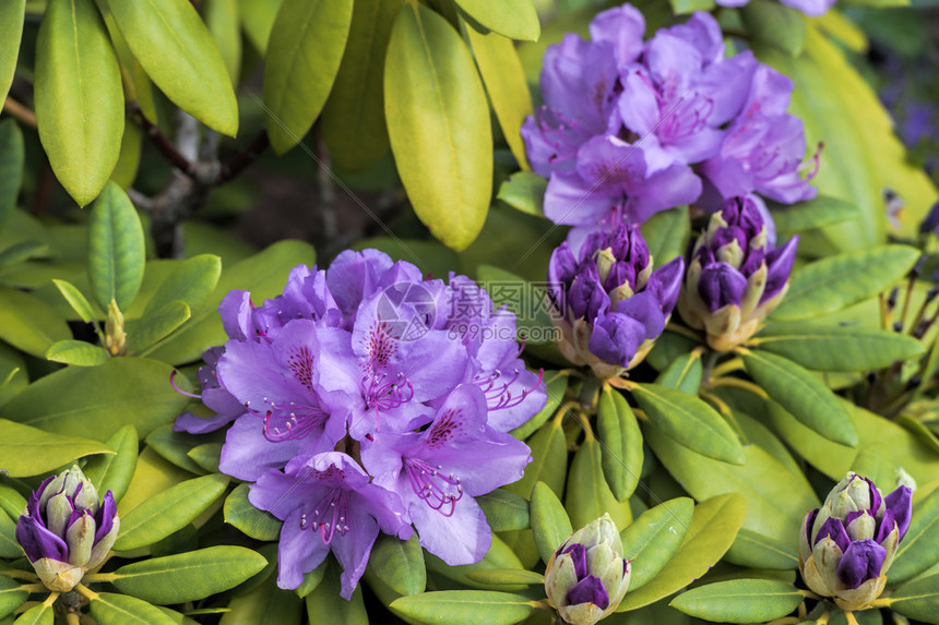 生长在灌木的紫色杜鹃花高清图片下载-正版图片504960315-摄图网
