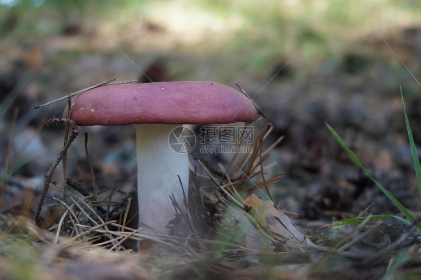Russula高清图片下载-正版图片504961587-摄图网