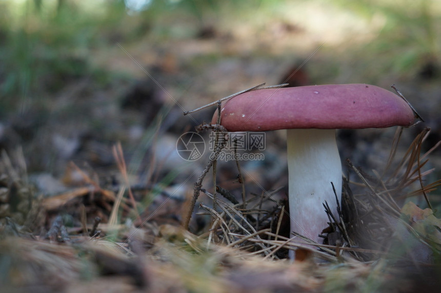 Russula高清图片下载-正版图片504961637-摄图网