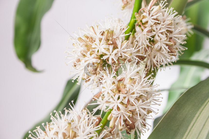 德蕾娜德拉卡纳花朵高清图片下载-正版图片504961802-摄图网