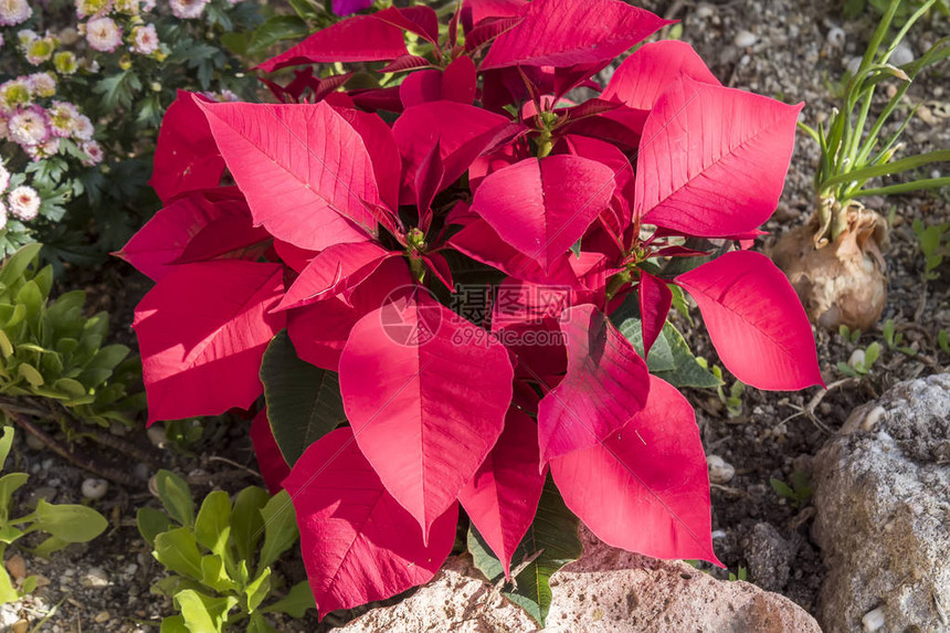 花园里的Poi高清图片下载-正版图片504982765-摄图网