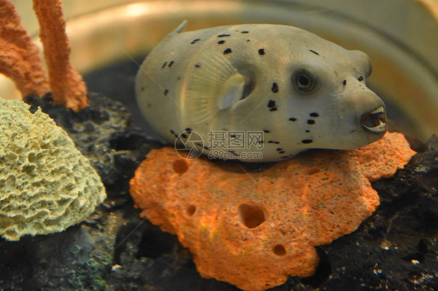 水中的黑斑河豚高清图片下载-正版图片504983223-摄图网