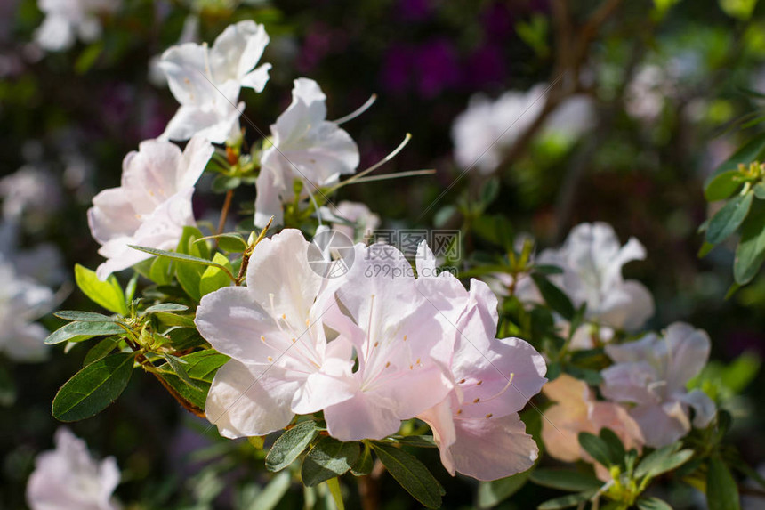 柔和的白色杜鹃花杜鹃花的期高清图片下载-正版图片504987556-摄图网
