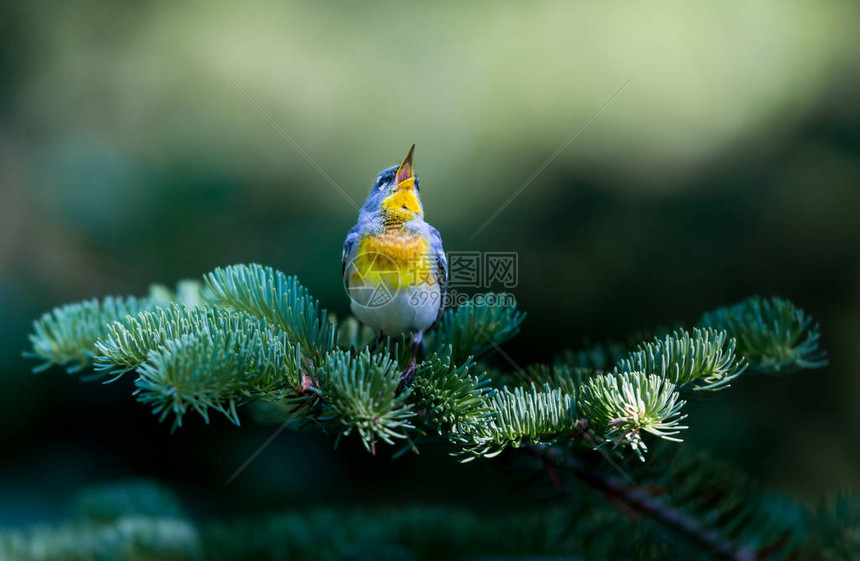 NorthernParula是北方森林中一只英俊而熟悉的莺它在夏季迁徙到加拿大魁北克的北方森林高清图片下载-正版图片504989064-摄图网