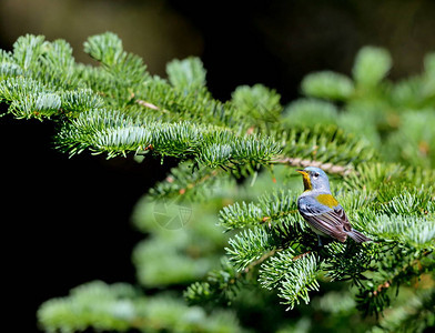 NorthernParula是北方森林中一只英俊而熟悉的莺它在夏季迁徙到加拿大魁北克的北方森林高清图片下载-正版图片504989064-摄图网