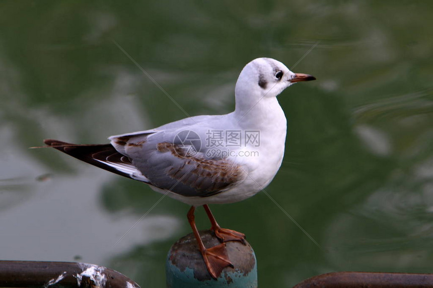 Gulls坐落在加利海加高清图片下载-正版图片505004525-摄图网