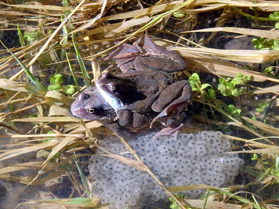 美国牛蛙在水中高清图片下载-正版图片505031811-摄图网