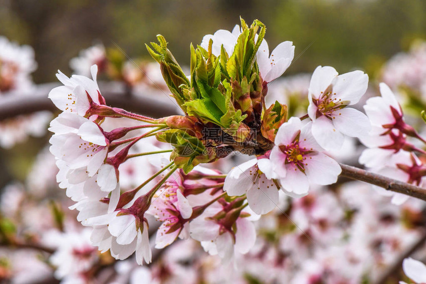 樱桃树果园的花在春日开花高清图片下载-正版图片505008200-摄图网