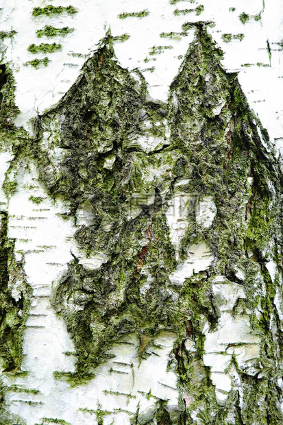 Birch美丽高清图片下载-正版图片505022439-摄图网