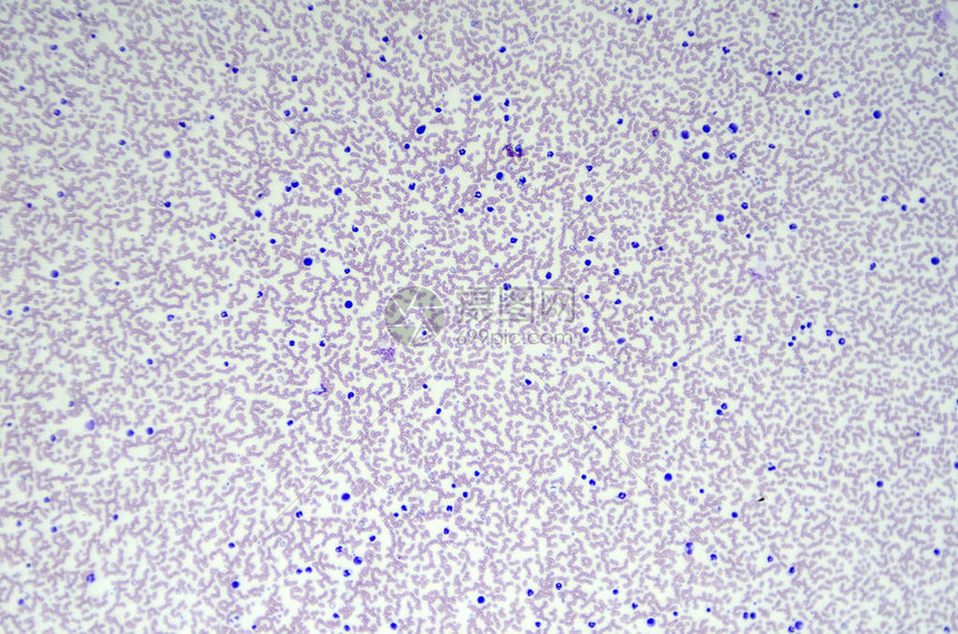 微生物世界显微镜高清图片下载-正版图片505022828-摄图网