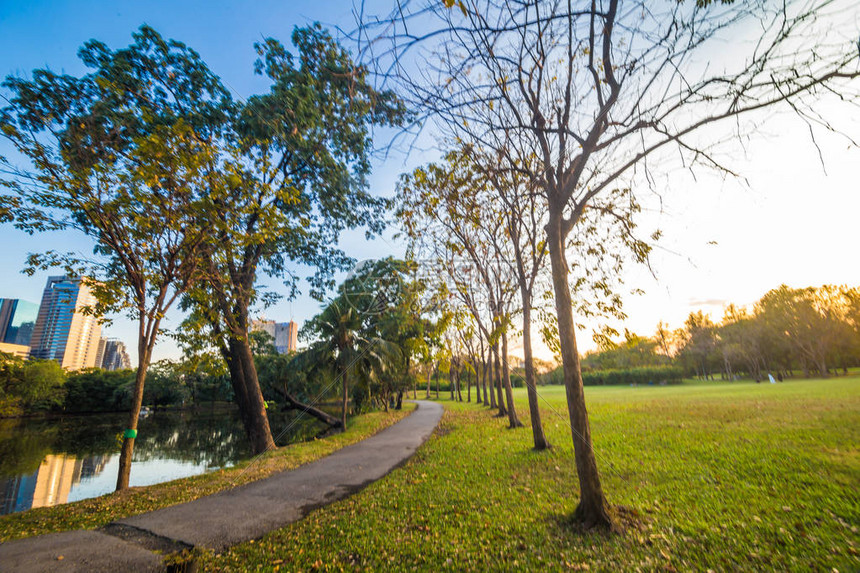 城市公园草地和树上美丽的高清图片下载-正版图片505023211-摄图网