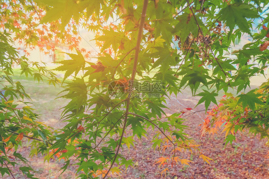 Japan的Mamele树的高清图片下载-正版图片505027729-摄图网