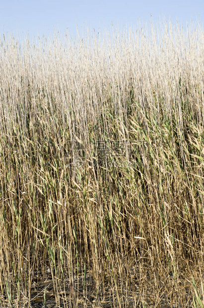 蓝色sk为背景的湖中芦苇高清图片下载-正版图片505058719-摄图网