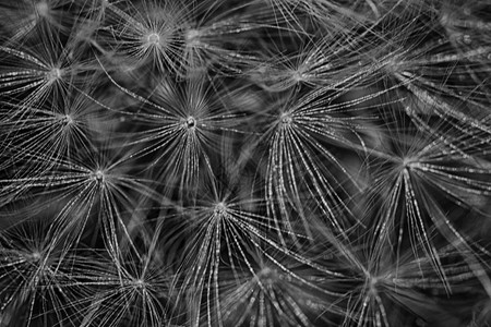 dandelion图片_dandelion素材_dandelion高清图片_摄图网图片下载_第3页