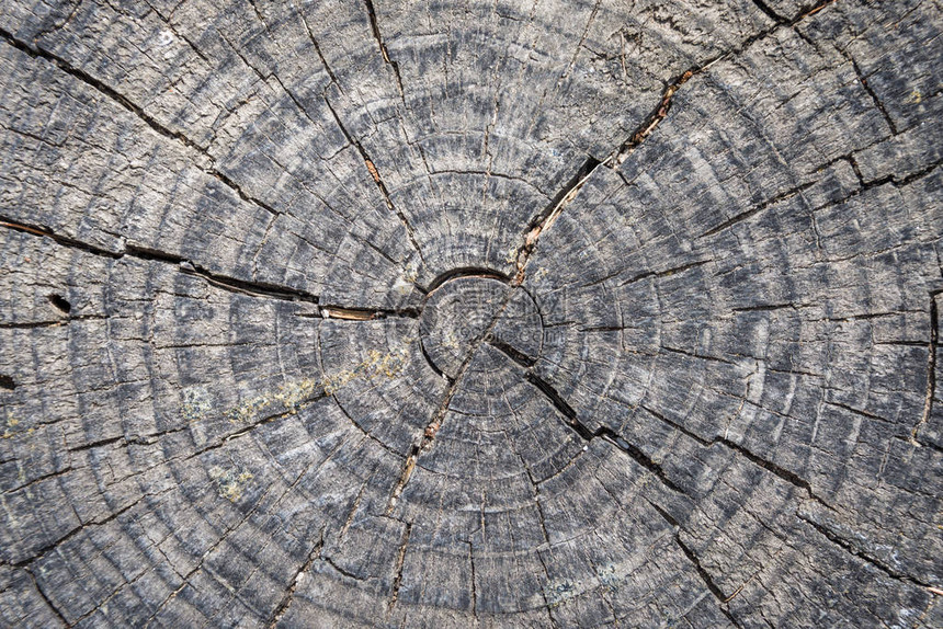 关闭一棵树切割stemp高清图片下载-正版图片505064185-摄图网