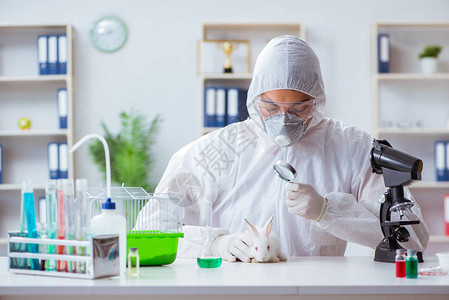 实验兔子图片_实验兔子素材_实验兔子高清图片_摄图网图片下载