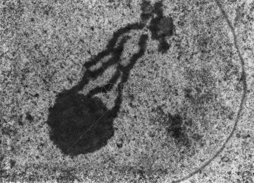 透射电子显微镜TEM显微照片显示精母细胞中的囊高清图片下载-正版图片505077454-摄图网