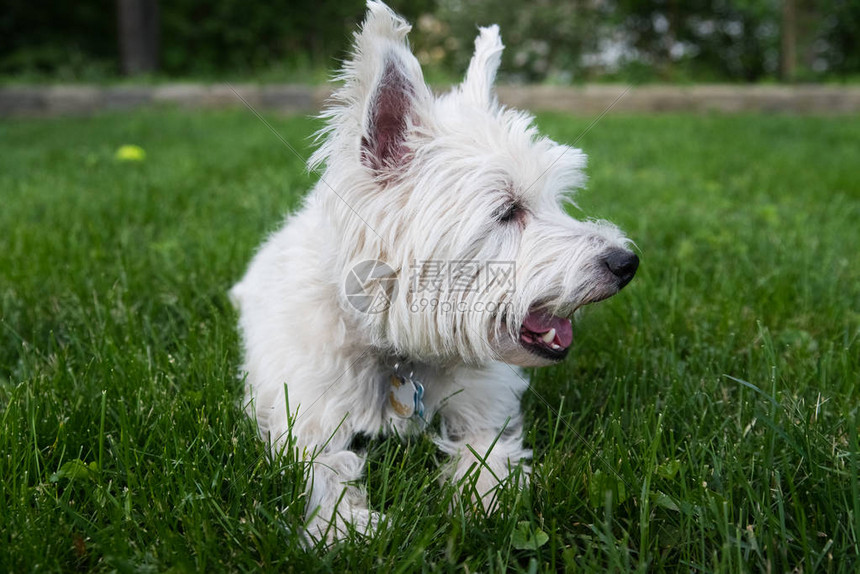 西高地白梗躺在绿草上高清图片下载-正版图片505080028-摄图网