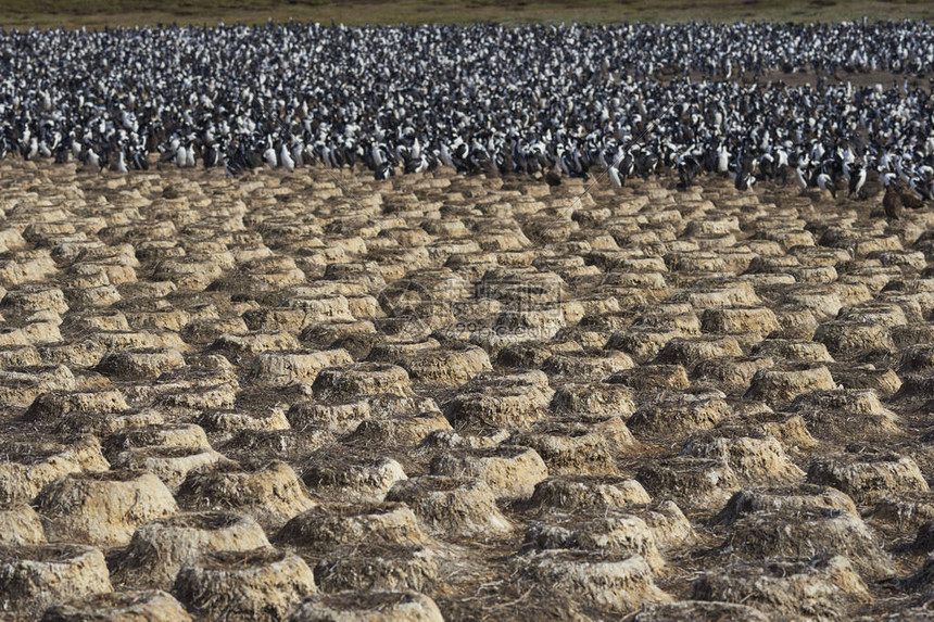 福克兰群岛Bleaker岛上的大群皇家沙格Phalacrocoraxatricepsalbiventer前景中未使用的高清图片下载-正版图片 ...